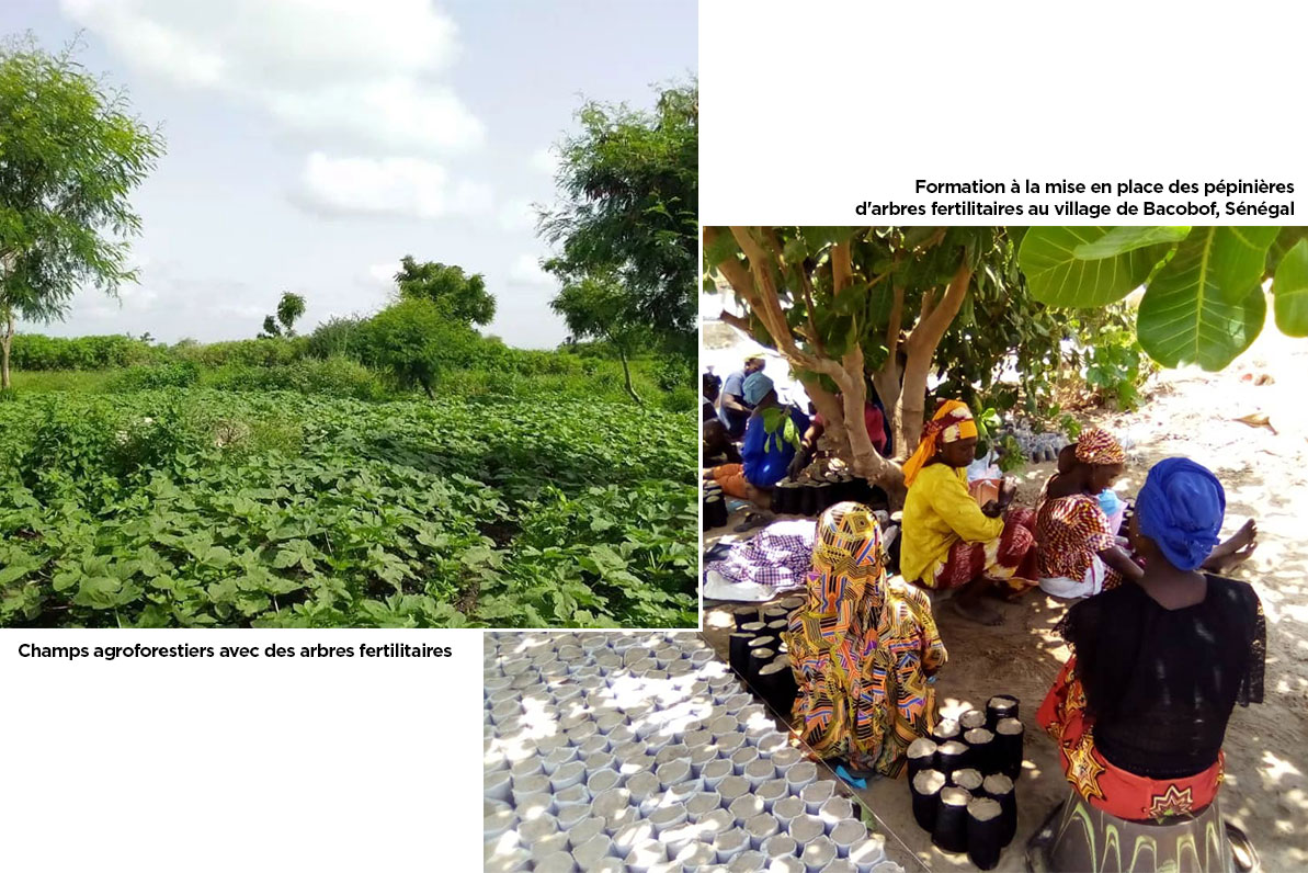 ÖkoFEN - Partenariat APAF Sénégal